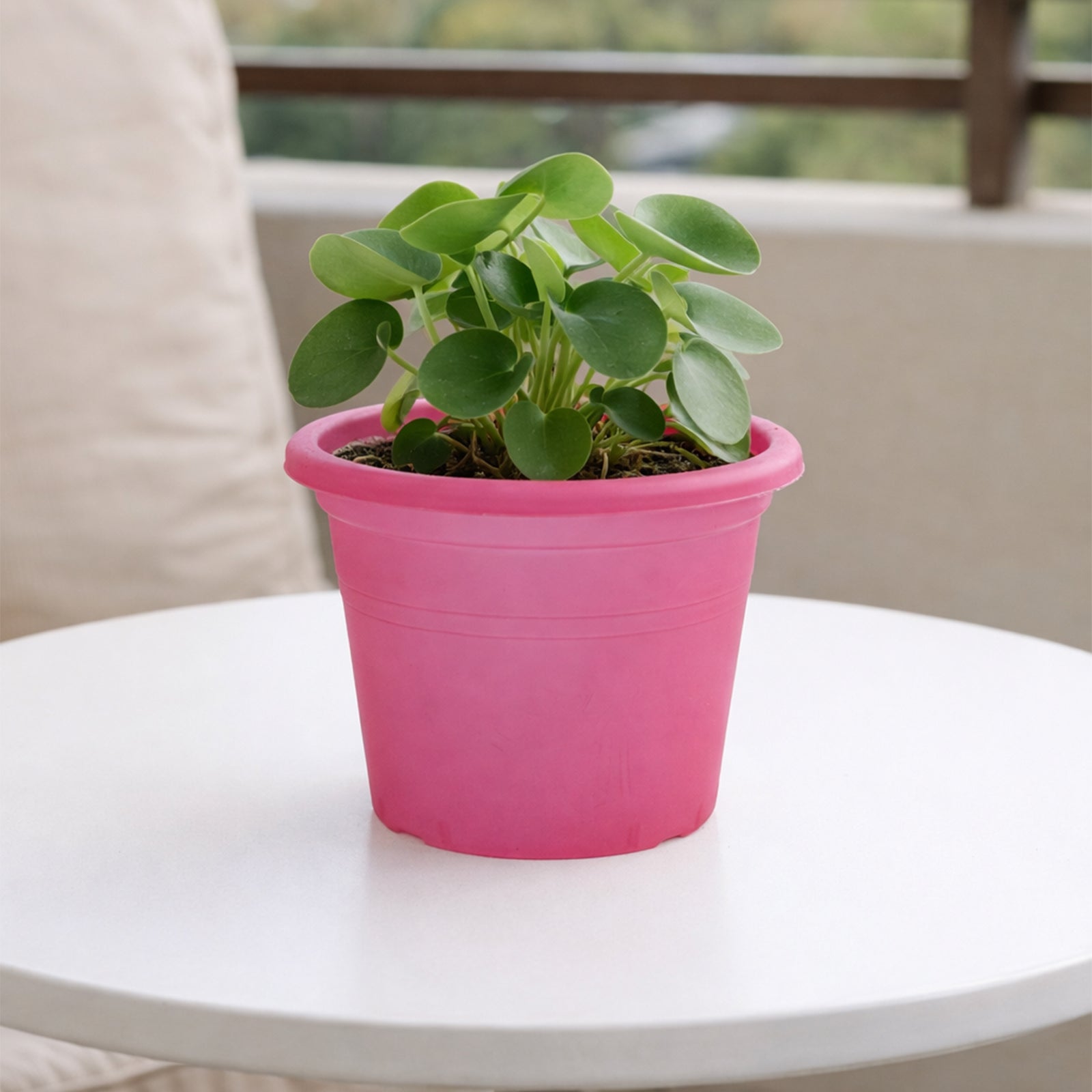 Eden 15cm Red Transparent Round Cylinder Plastic Pot